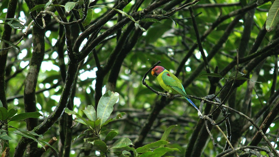 Parrot Parakeet Bird - Free photo on Pixabay