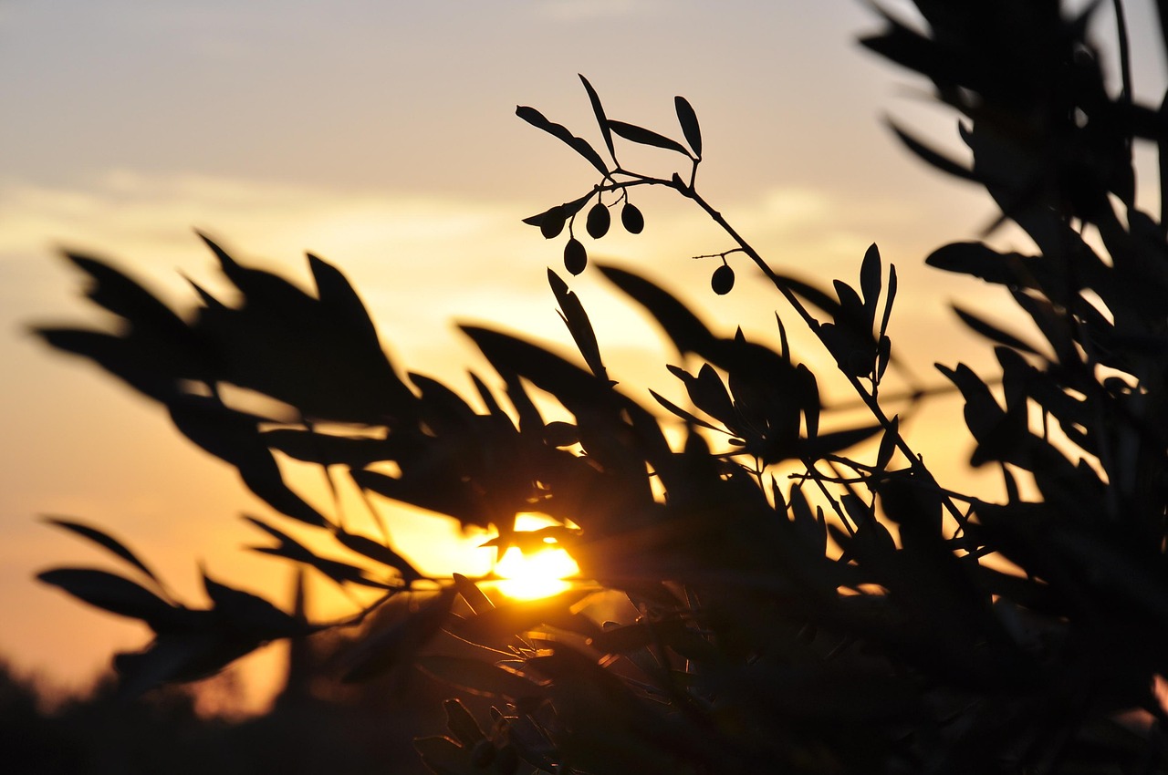 Tuscany Sunset Olive Tree - Free photo on Pixabay - Pixabay