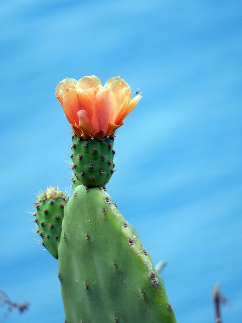 Page 9 - 7,000+ Free Saguaro Cactus & Cactus Images - Pixabay