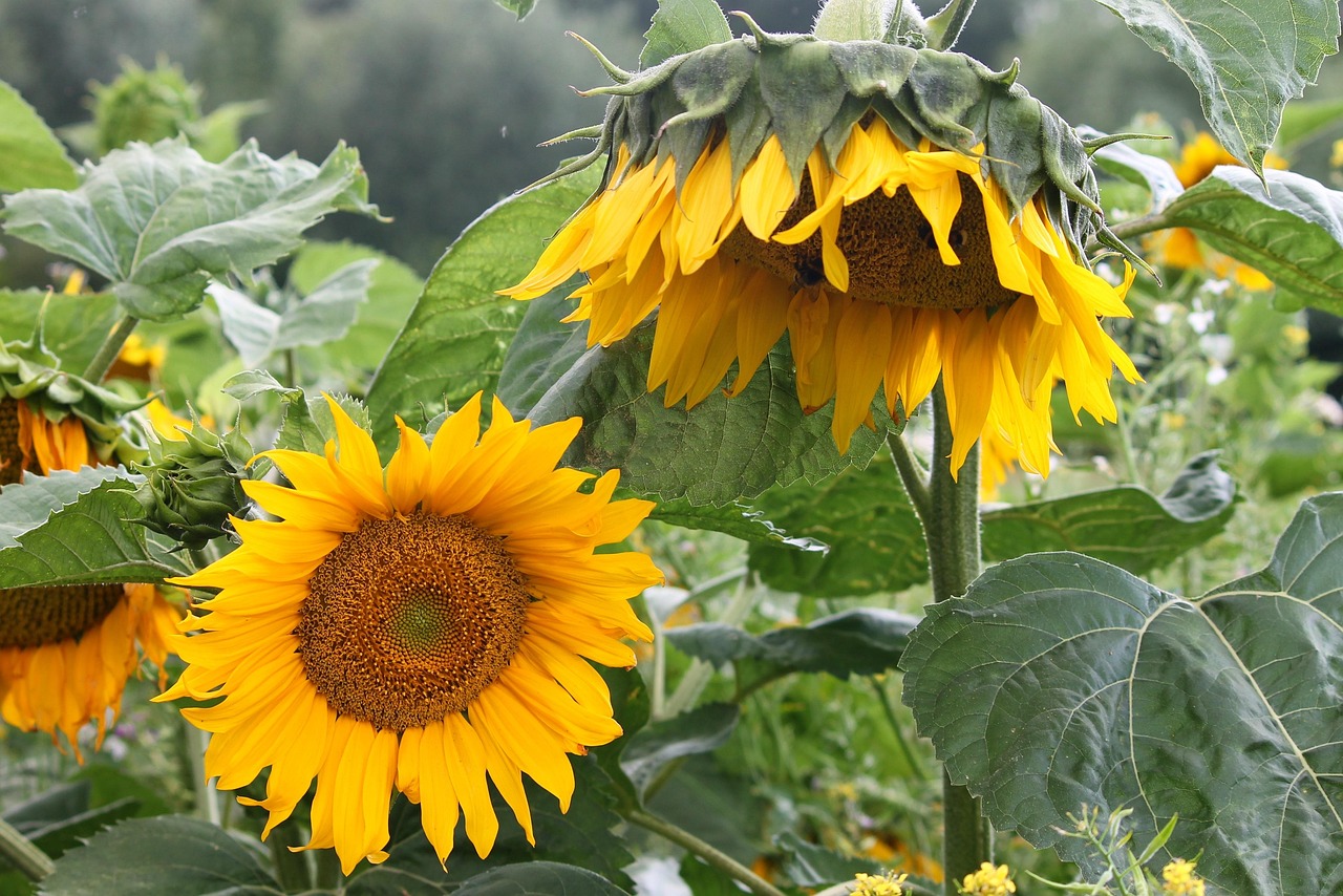 Sunflowers Wild Yellow - Free photo on Pixabay