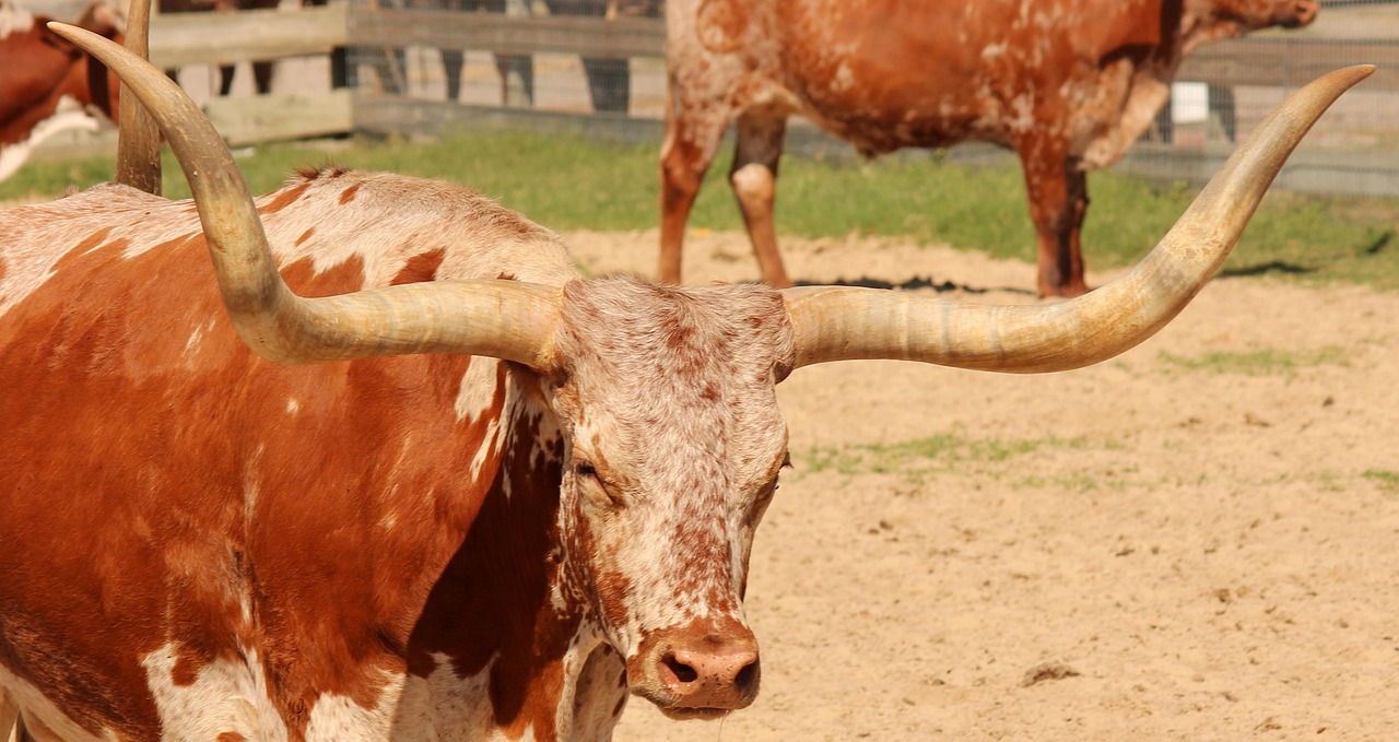 6,000+ Free Longhorn Cattle & Longhorn Images - Pixabay
