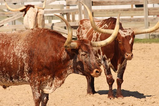 80+ Free Longhorn Cattle & Longhorn Images