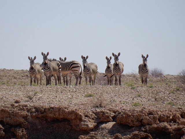 Mountain Zebra Desert - Free photo on Pixabay - Pixabay