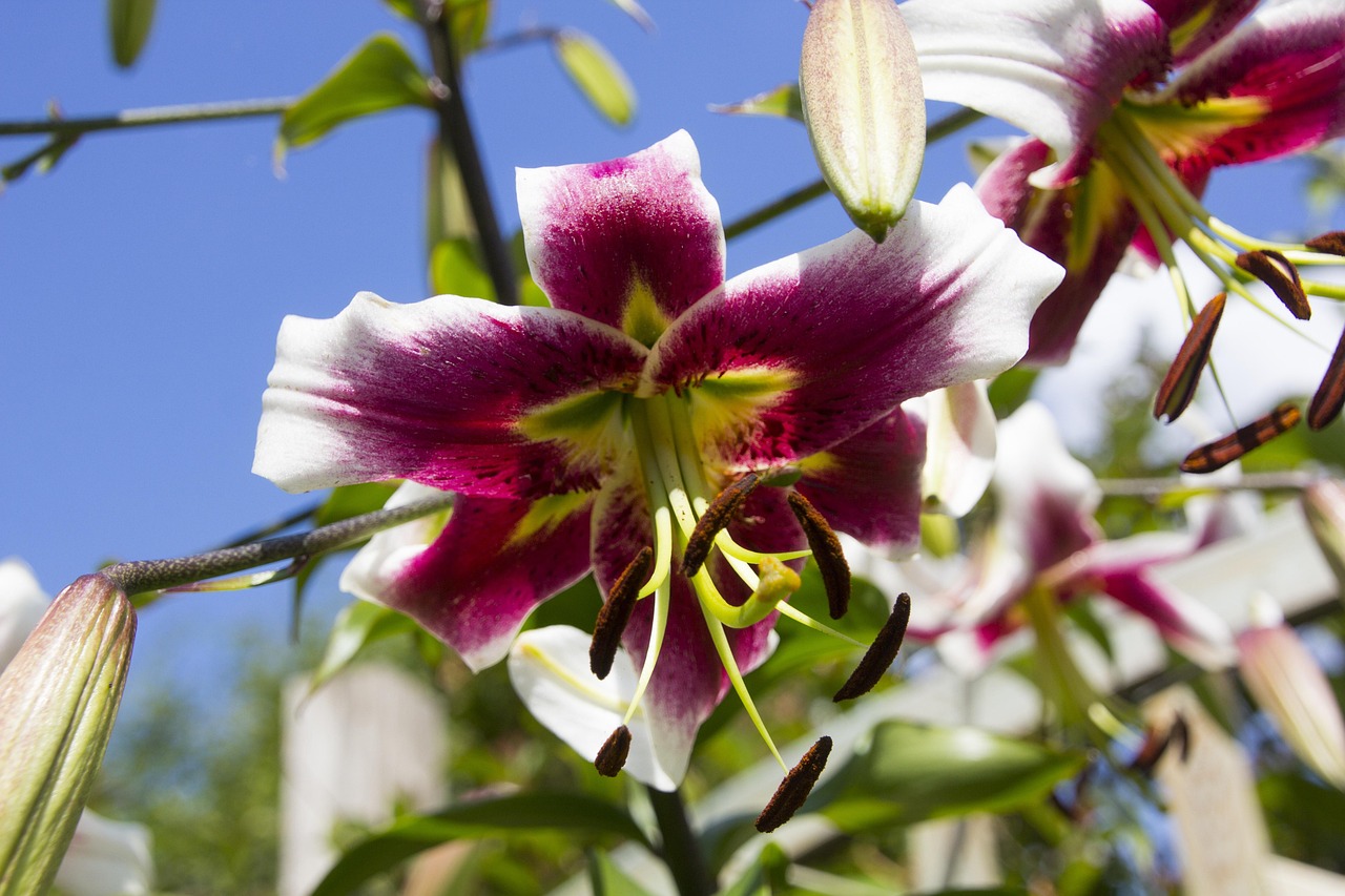 Lirio Flor Planta - Foto gratis en Pixabay - Pixabay