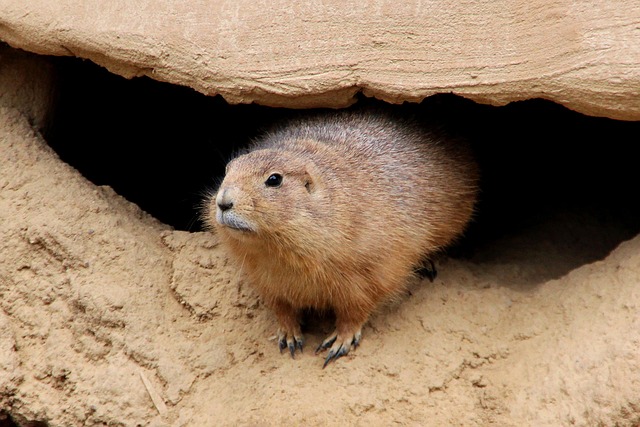 Zoo Marmot Animal - Free photo on Pixabay