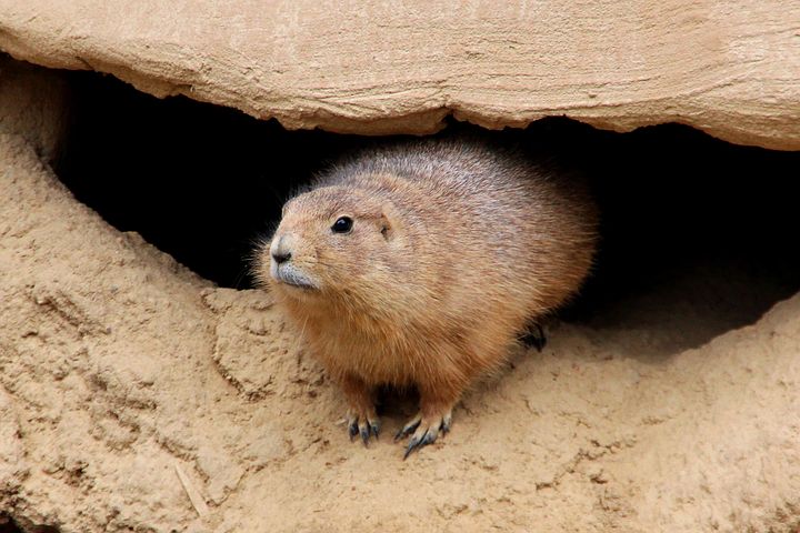 90+ Free Groundhog & Animal Images - Pixabay