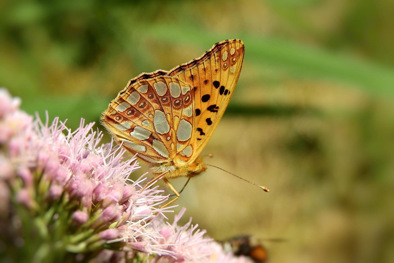 Papillon Nature Insecte - Photo gratuite sur Pixabay - Pixabay