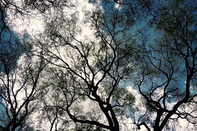 50,000+ Free Looking Up To The Sky & Nature Images - Pixabay
