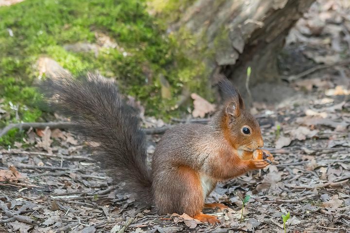 200+ Free Red Squirrel & Squirrel Images
