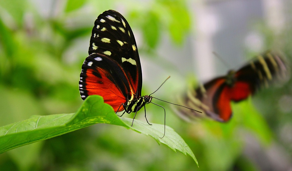 Butterflies Wing Flapping Its - Free photo on Pixabay - Pixabay
