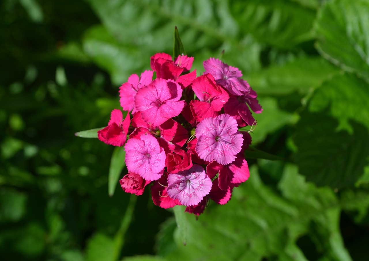 1,000+ Free Carnations & Bloom Images - Pixabay