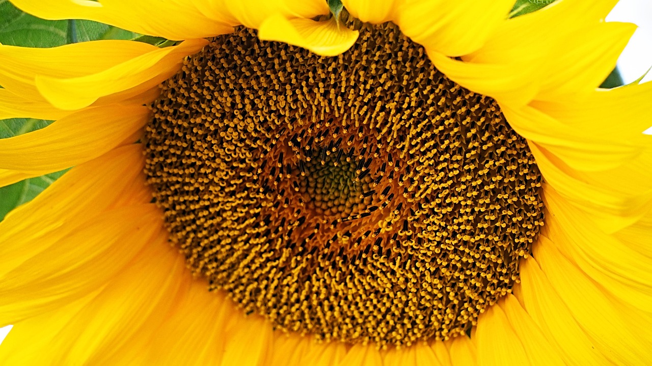 Bunga Matahari Mekar Kuning - Foto gratis di Pixabay - Pixabay