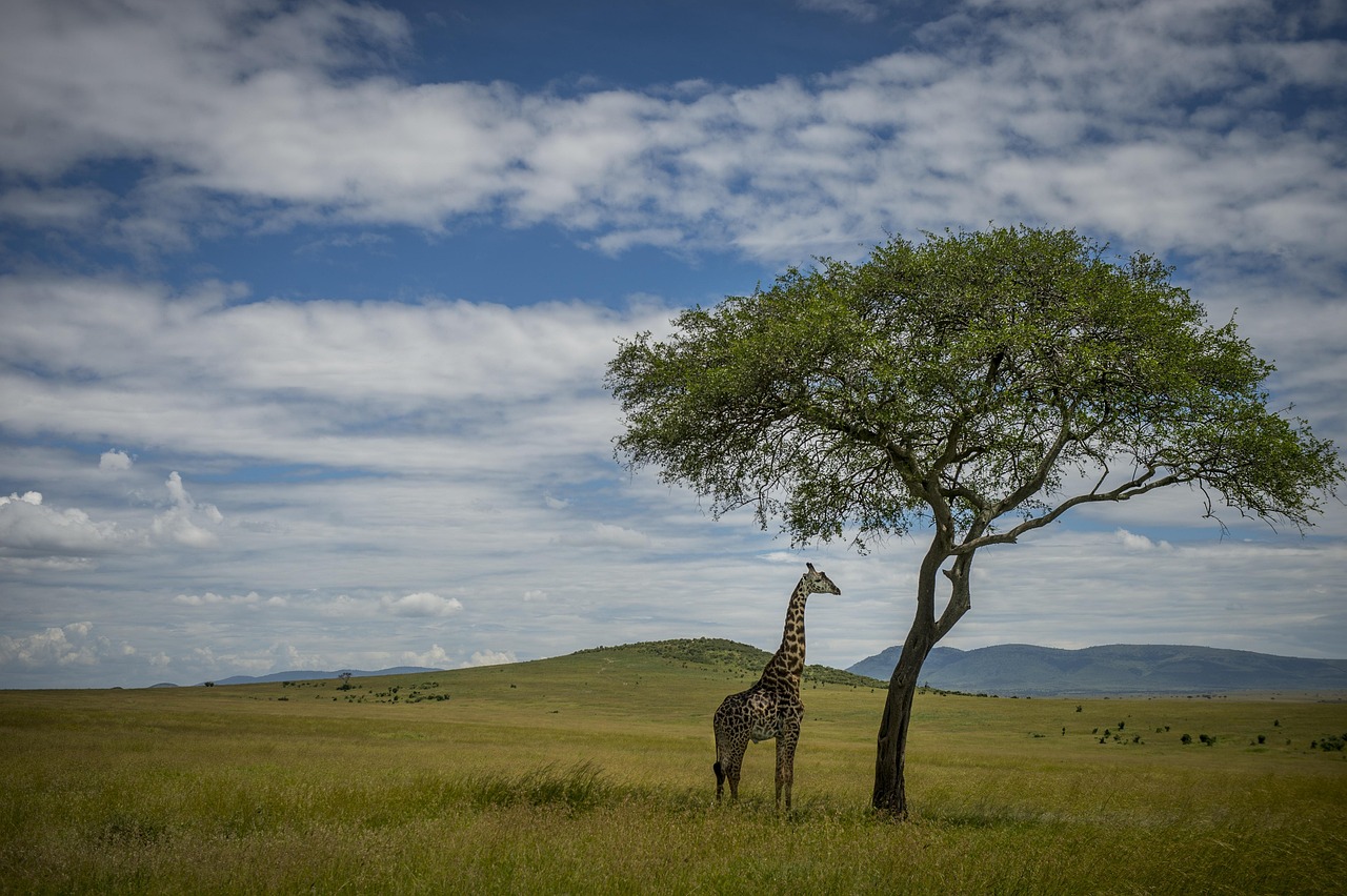 Más de 30 000 imágenes gratis de Africa Endless Cruising Safaris y ...