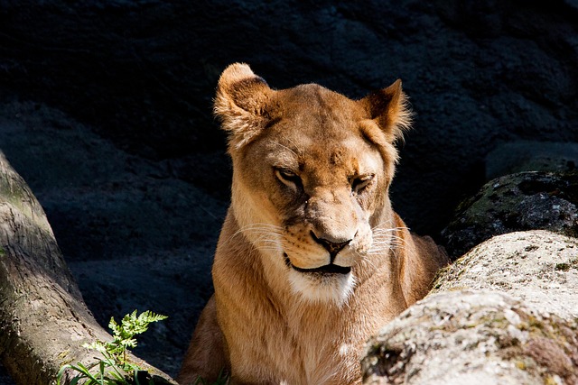 Lion Lioness Female - Free photo on Pixabay