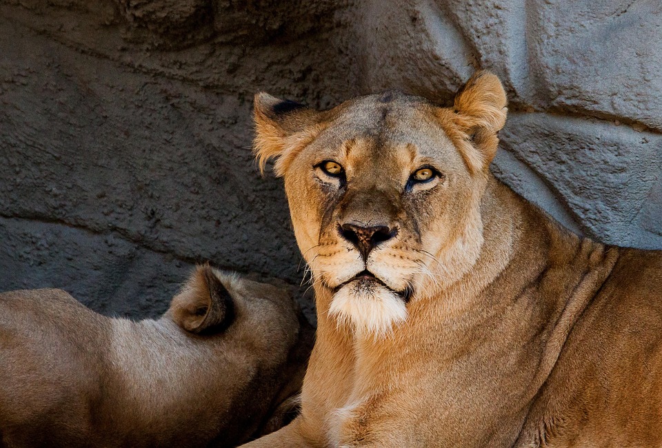 Lion Lioness Female - Free photo on Pixabay - Pixabay
