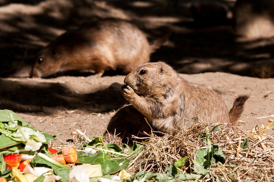 Prairie Dog Animal Rodent - Free photo on Pixabay - Pixabay