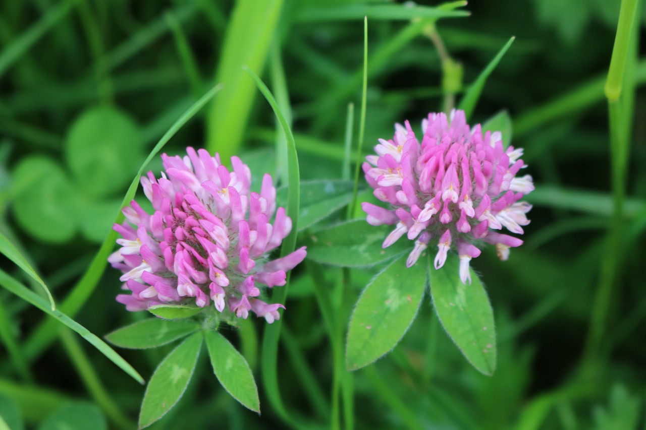 Clover Flower Blossom - Free photo on Pixabay - Pixabay