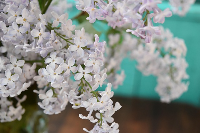 Lilas Floraison Fleurs Le - Photo gratuite sur Pixabay