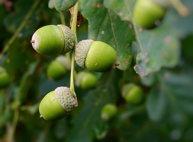 Acorns Tree Oak - Free photo on Pixabay - Pixabay