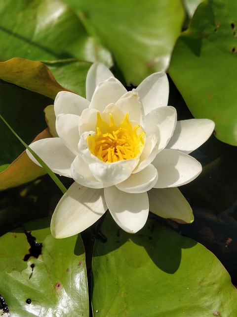 Bunga Teratai Alam - Foto gratis di Pixabay - Pixabay