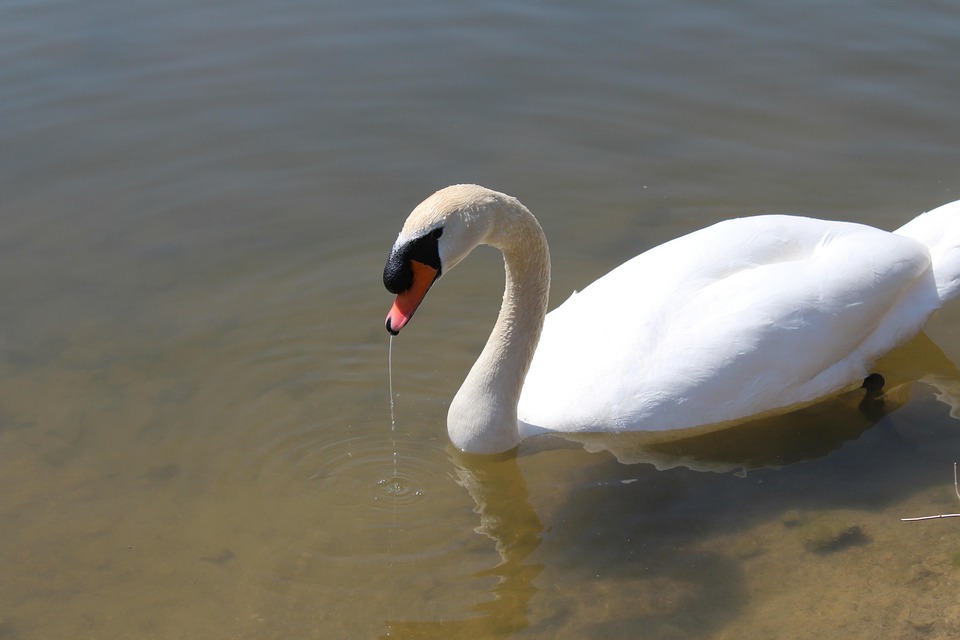 Swan Bird Nature - Free photo on Pixabay