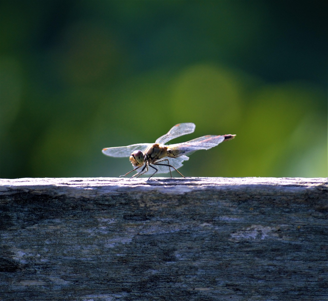 Libellule Solitaire L'Été - Photo gratuite sur Pixabay - Pixabay