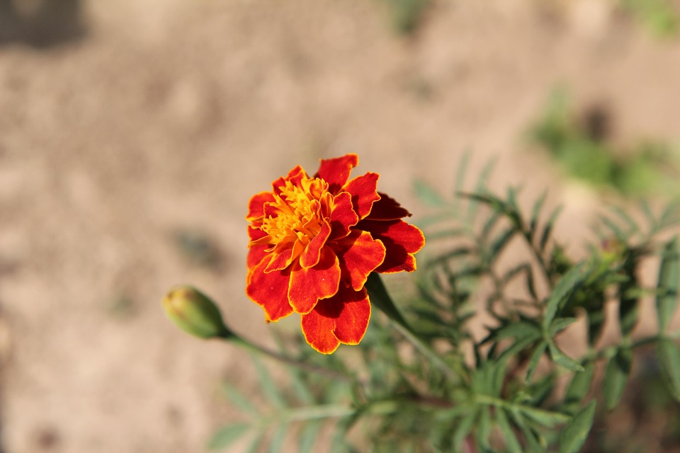 Marigold Tagetes Flowering - Free photo on Pixabay - Pixabay