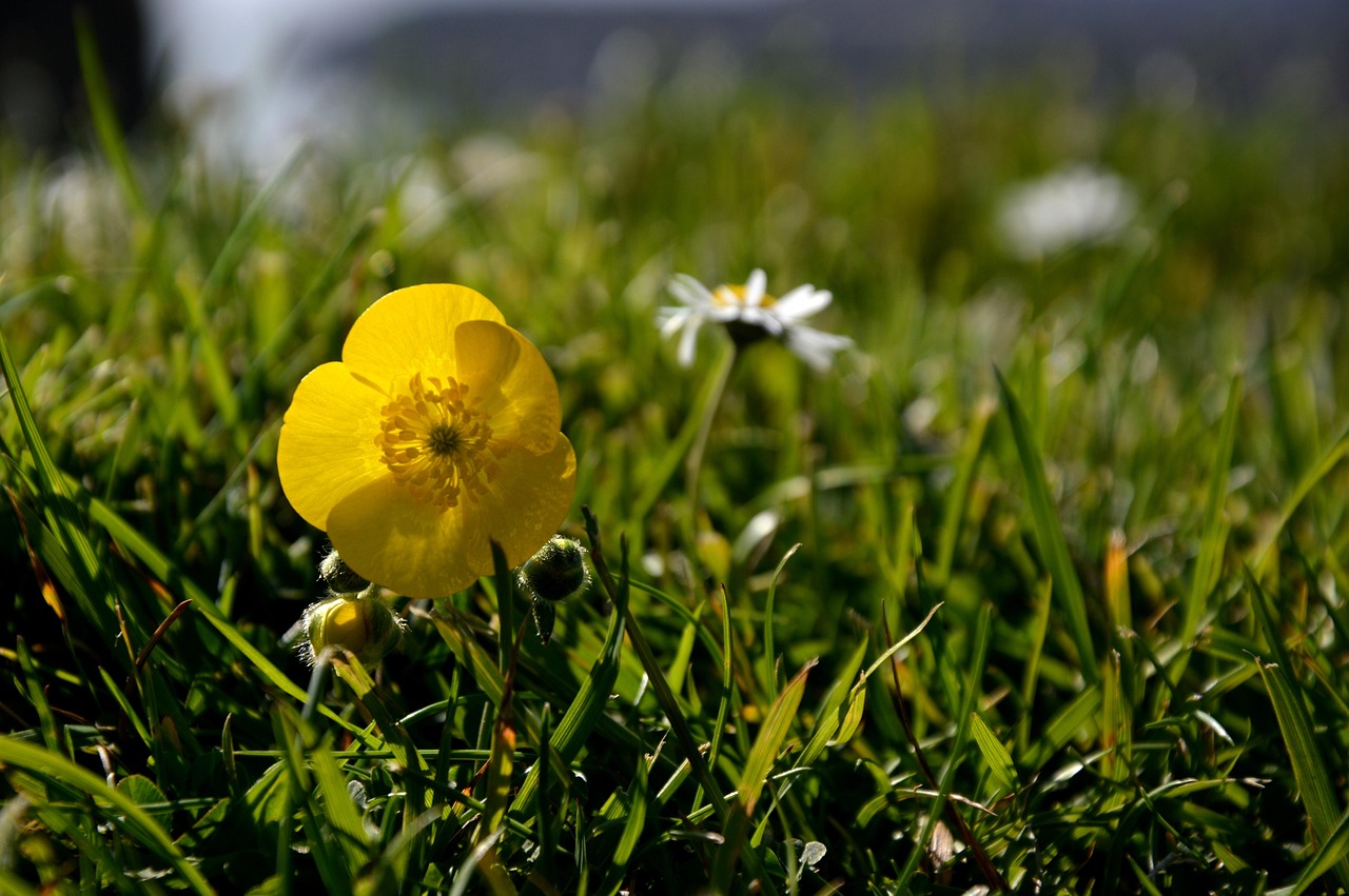 Mekar Padang Rumput Bunga Liar - Foto gratis di Pixabay - Pixabay