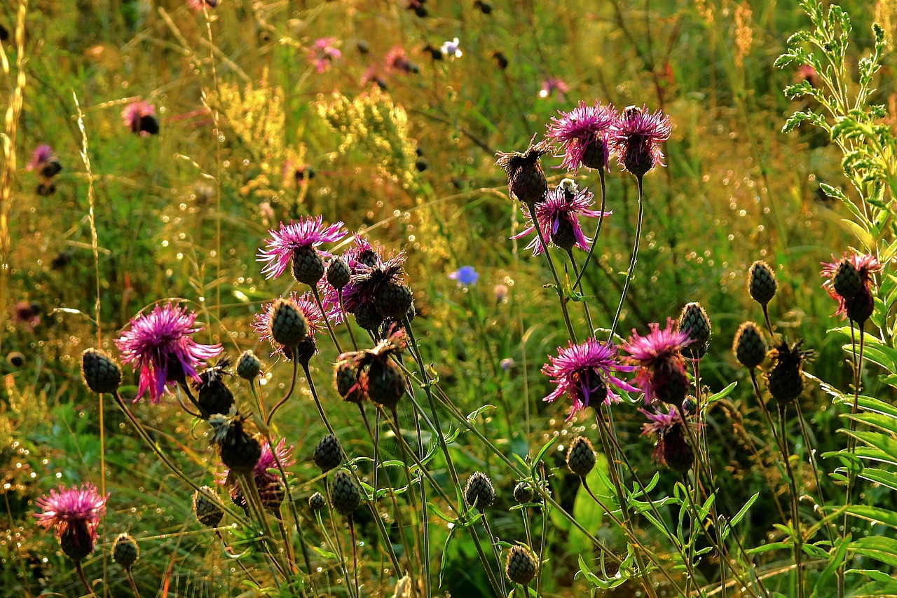 200,000+ Free Meadow At Sunset & Sunset Images - Pixabay