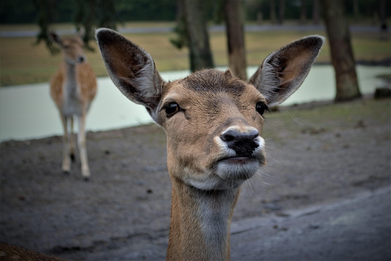 200+ Free Deer Head & Deer Photos - Pixabay
