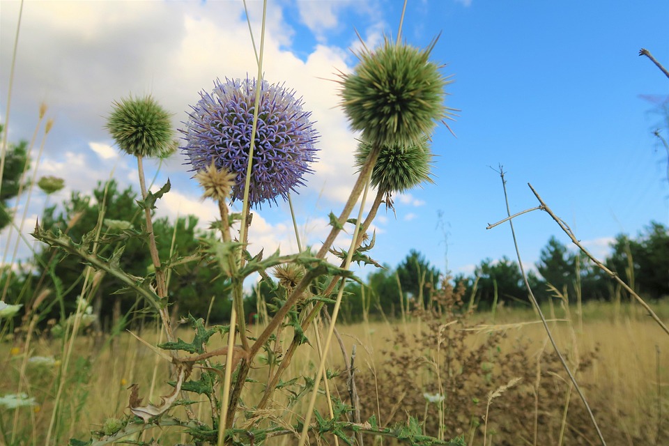 Herbs Flower Herb - Free photo on Pixabay
