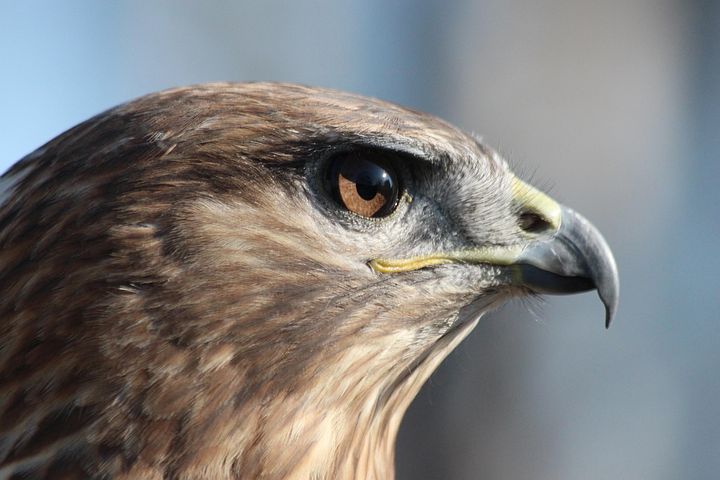 400+ Free Buzzard & Bird Images