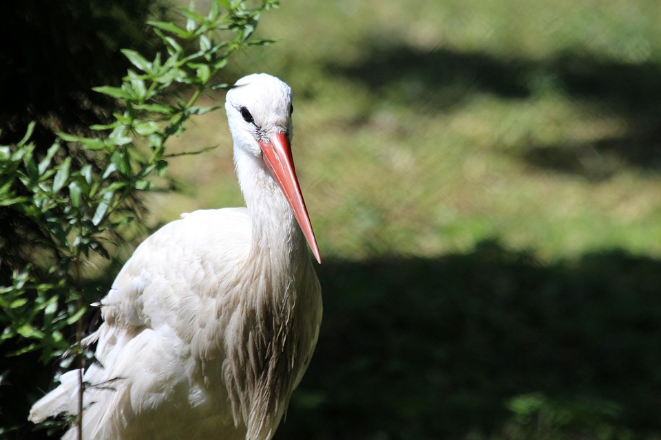 Bangau Putih Burung Ras - Foto gratis di Pixabay - Pixabay