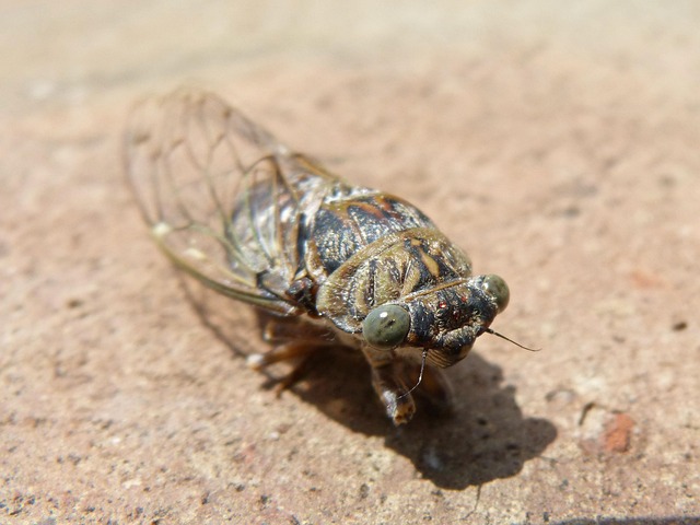 Cicada Cycadid Crayfish Cri-Cri - Free photo on Pixabay