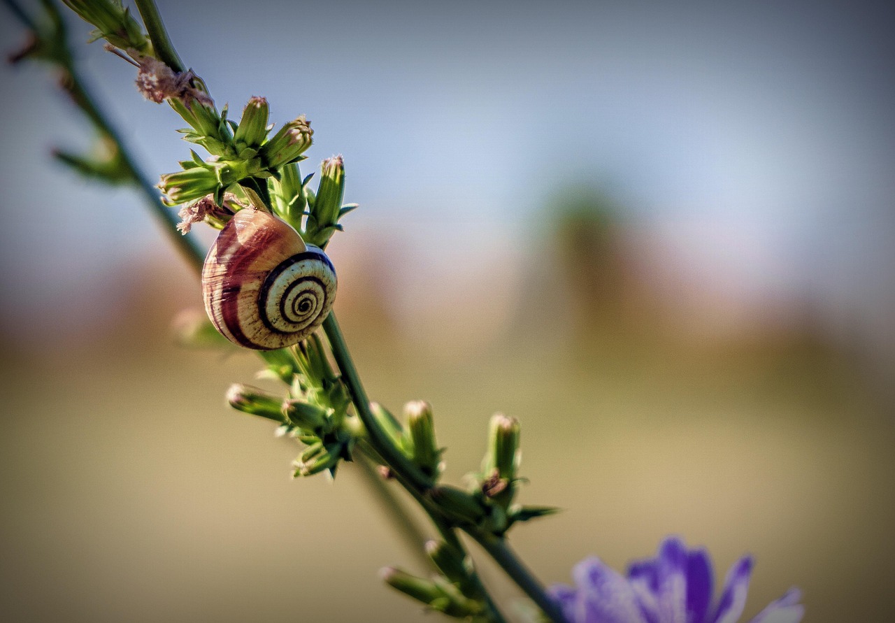 Escargot Animal Invertébré La - Photo gratuite sur Pixabay - Pixabay