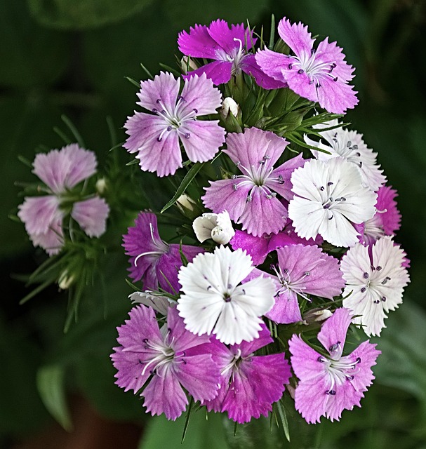Nature Flower Bloom - Free photo on Pixabay - Pixabay