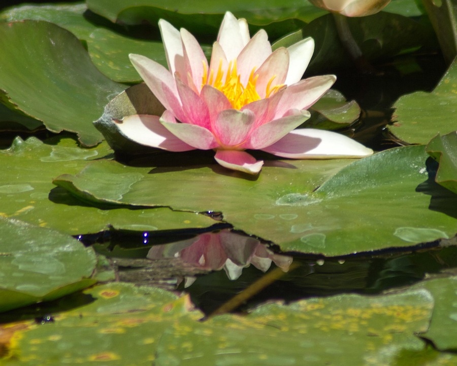 Waterlily Pink Filoli - Free photo on Pixabay - Pixabay