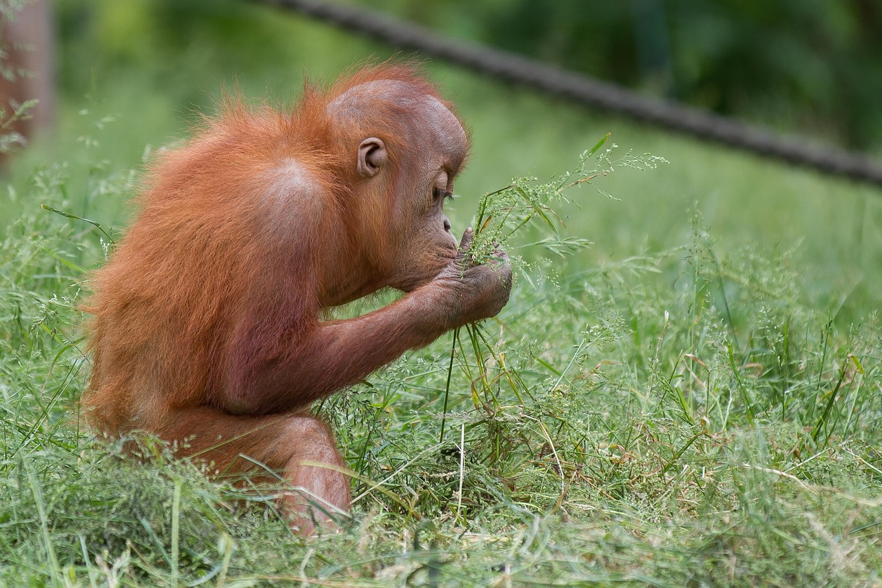 300+ Free Orangutan & Nature Images - Pixabay