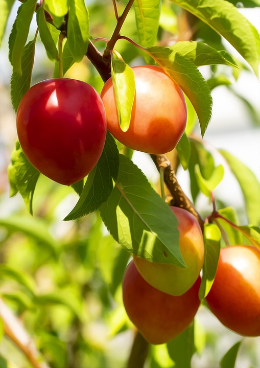 Fruits Mirabelles Arbre - Photo gratuite sur Pixabay - Pixabay