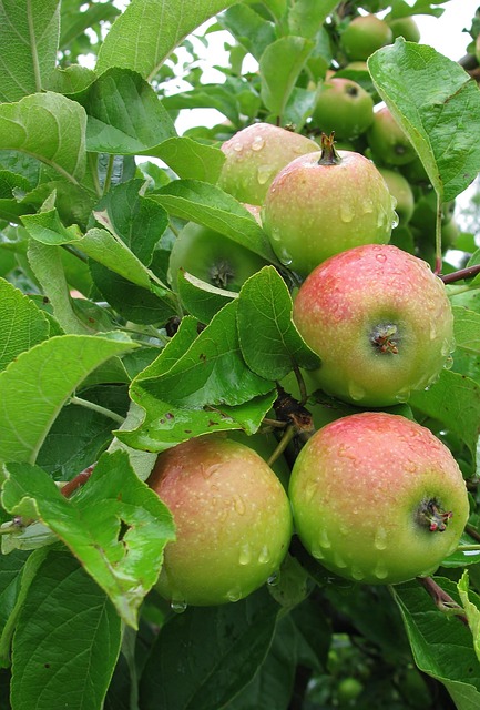 Garten Apfelbaum Obst - Kostenloses Foto auf Pixabay - Pixabay