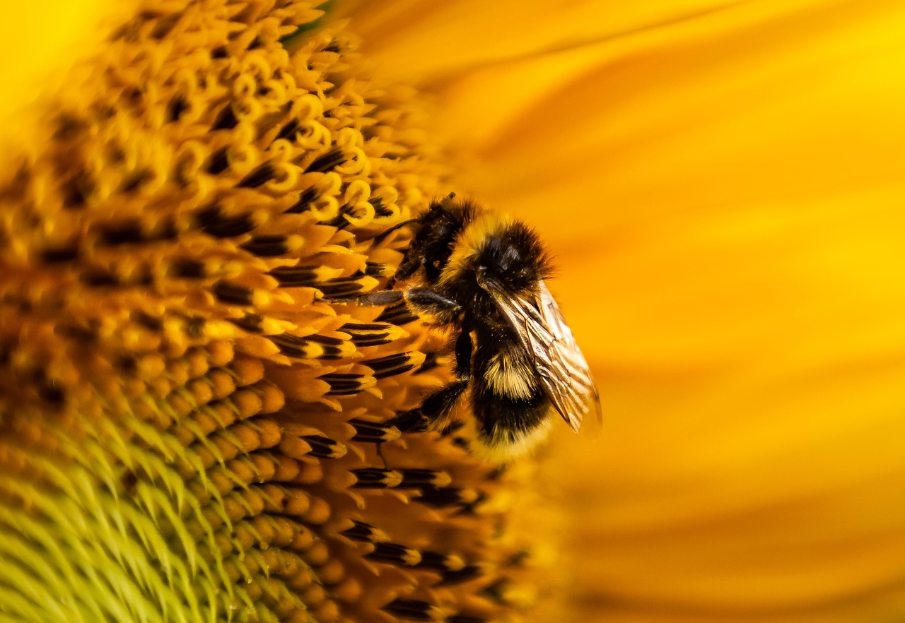 Sunflower Bumblebee Pollinate - Free photo on Pixabay