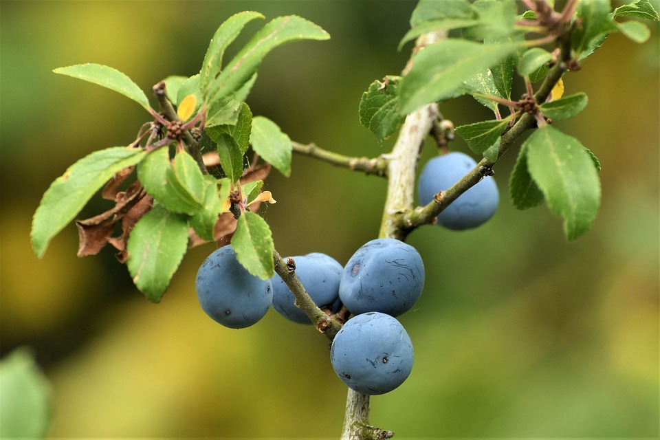 Schlehe Beeren Strauch - Kostenloses Foto auf Pixabay