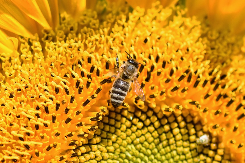 Bee Insect Pollinate - Free photo on Pixabay