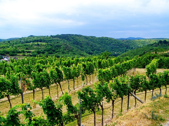 Paysage Vignoble Région - Photo gratuite sur Pixabay