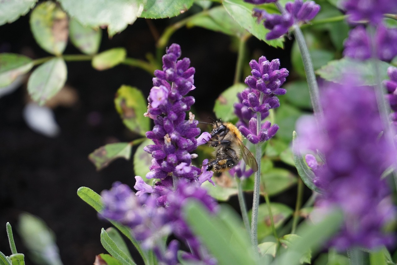 Lavender Flower Nature - Free photo on Pixabay - Pixabay