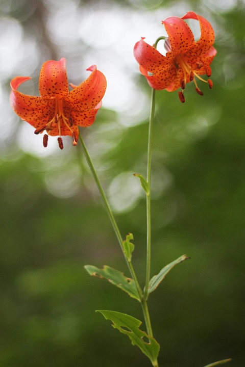 Michigan Lily Tiger - Free photo on Pixabay - Pixabay