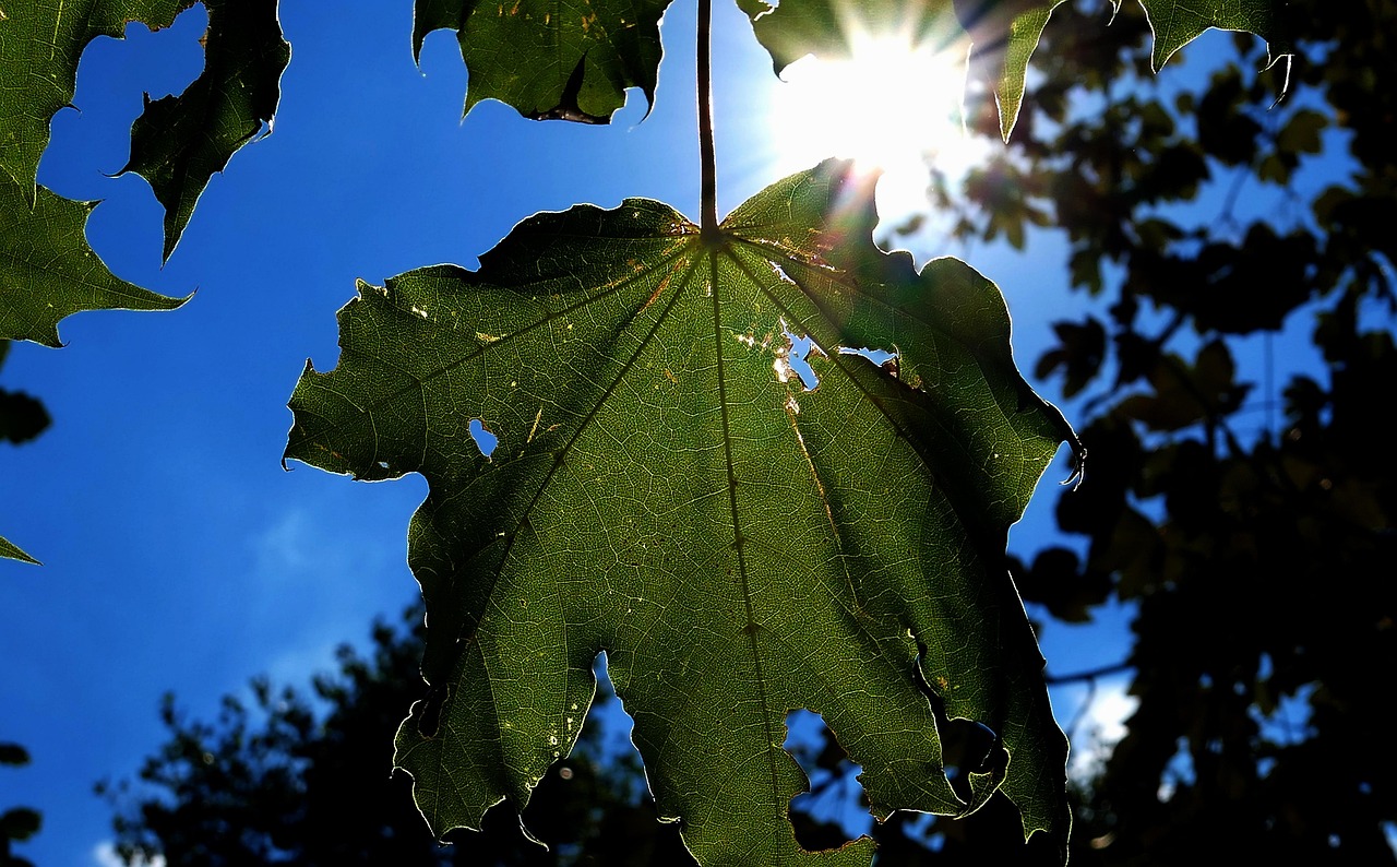 Folha Árvore Natureza - Foto gratuita no Pixabay - Pixabay