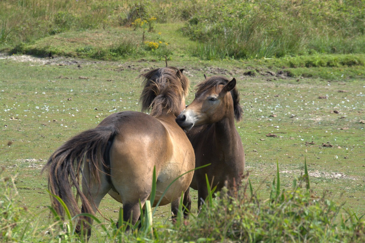 Nature Horse Wallpapers Hd Photo Series Showcases The Wild Beauty Of