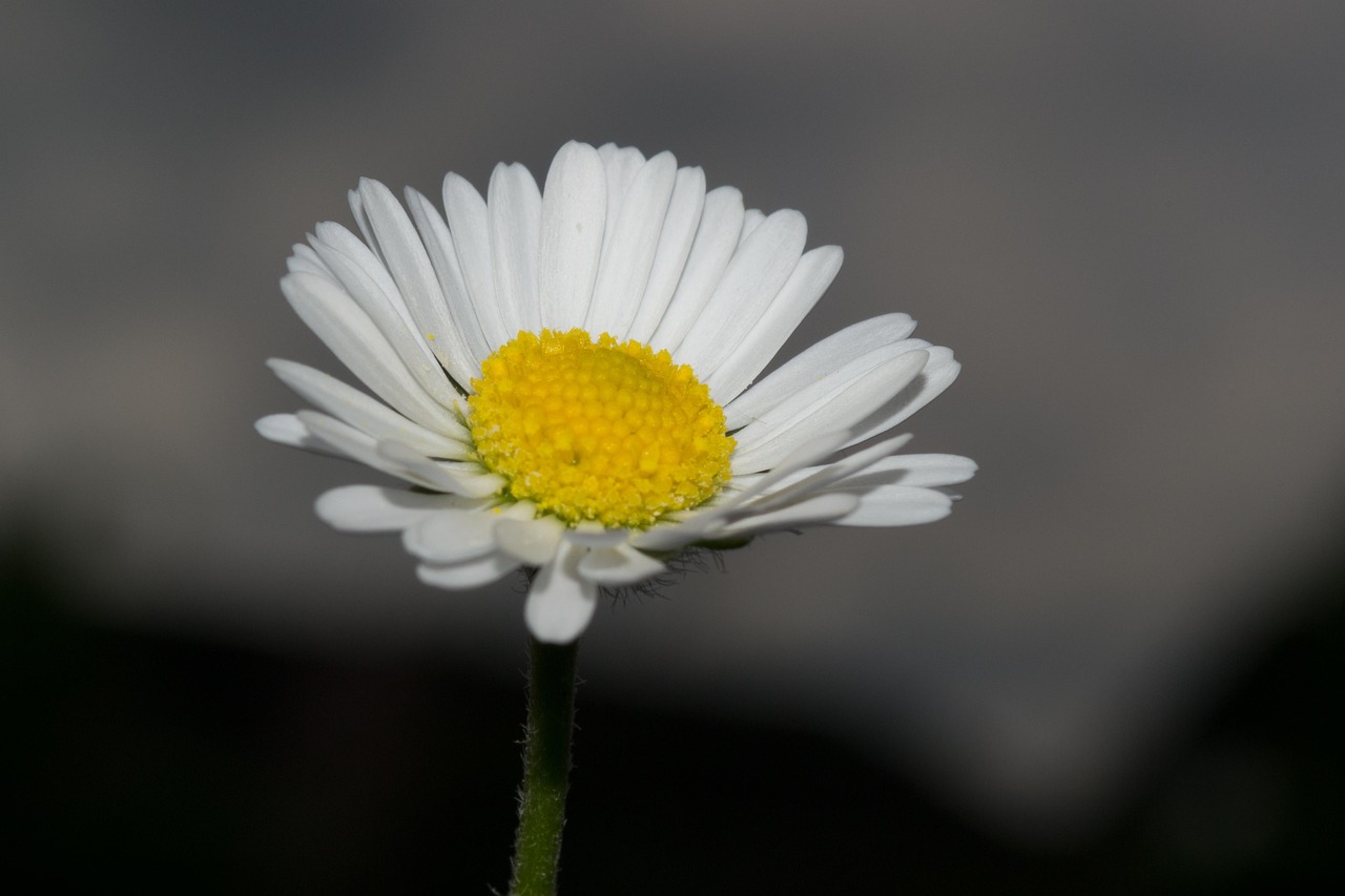 Margarida Flor Natureza - Foto gratuita no Pixabay - Pixabay