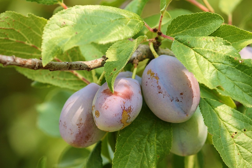 Plums Fruit Stone - Free photo on Pixabay